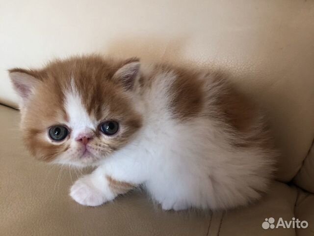 Экзотическая
