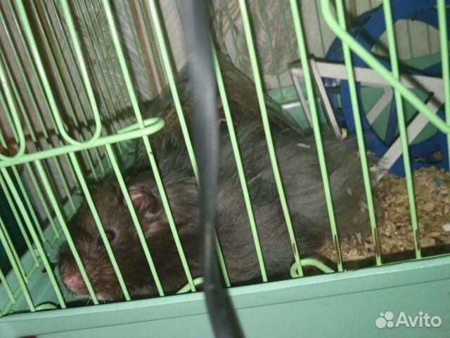 Хомячок сирийский чёрный, можно обмен на джунгарик