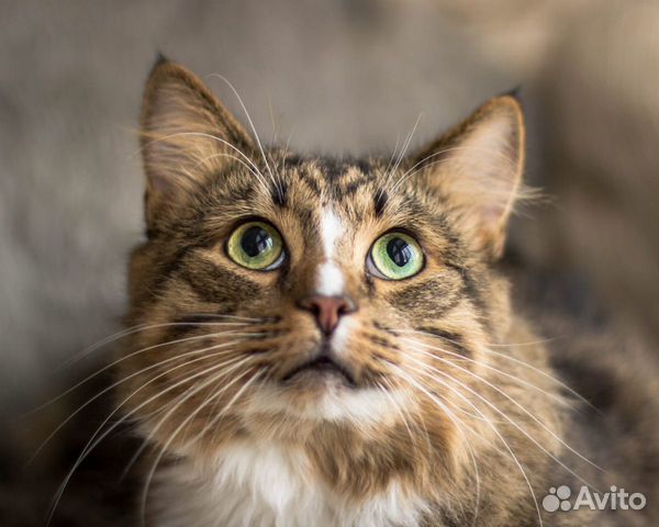 Чарльз, просто принц