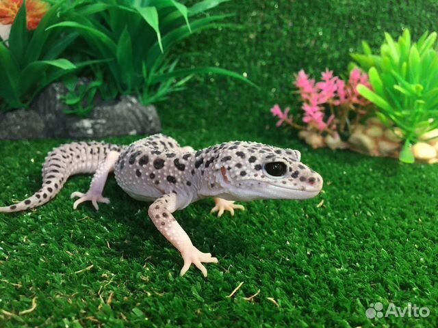 Самочка Блэк Холь