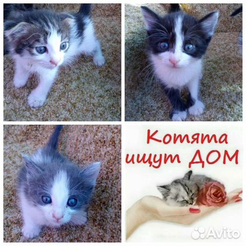 Котята 1,5мес
