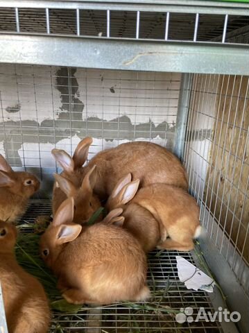 Кролики мясных пород
