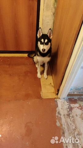 Продается Хаски