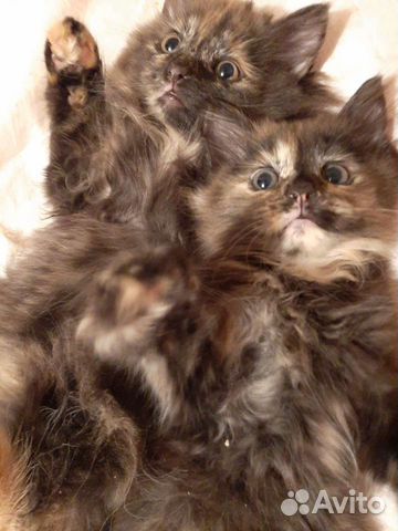Пушистые Персидские Шоколадки) два Шоколада