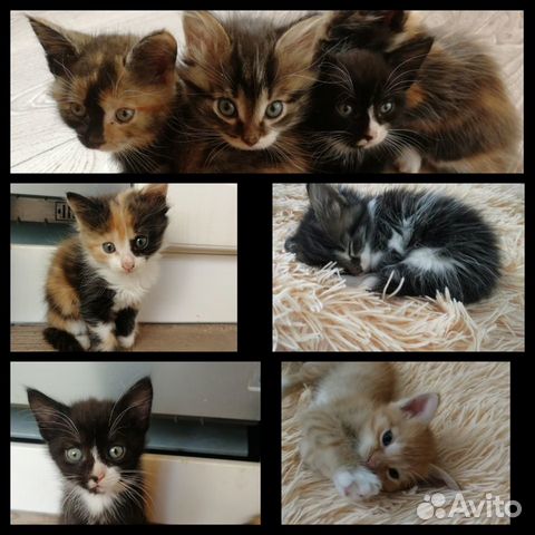 Отдам котят в добрые руки, родились 26 мая. К лотк