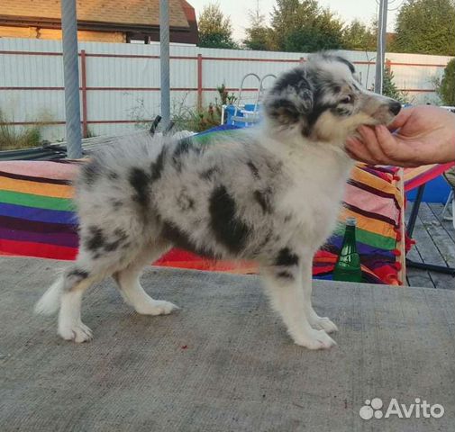 Девочки Шелти