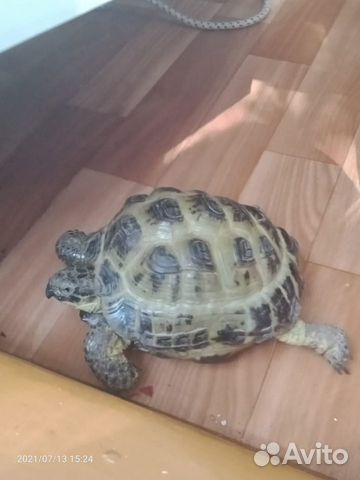 Черепаха сухопутная
