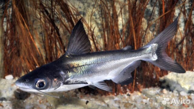 Пангасиус высокоплавничный