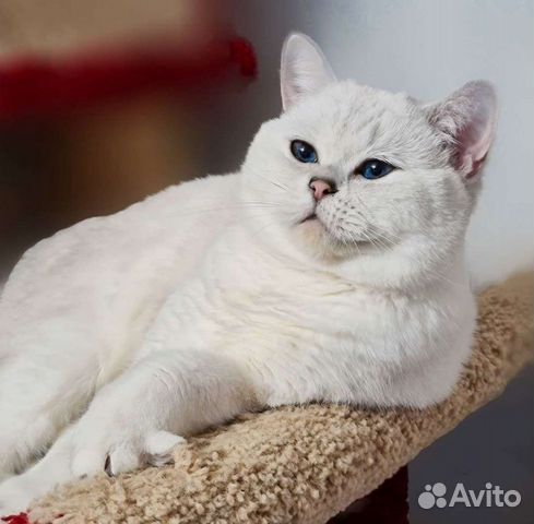 Британская серебристая шиншилла