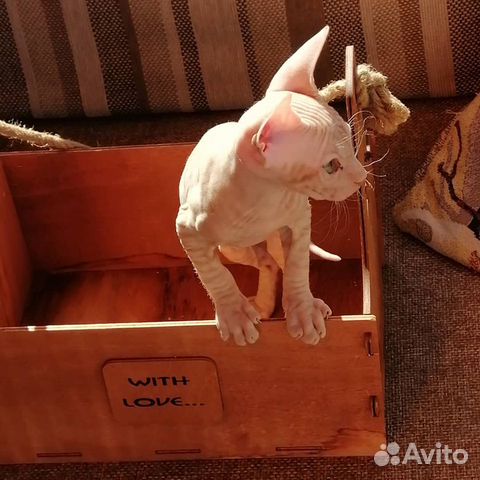 Котята сфинксики