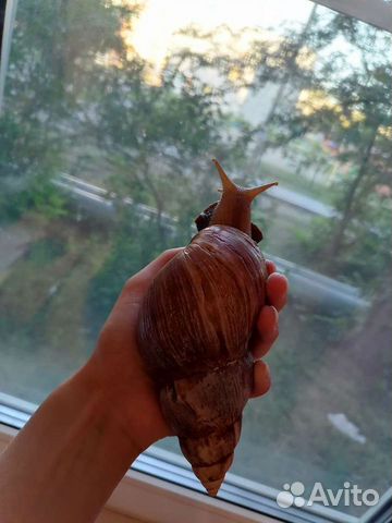 Улитки ахатины бесплатно