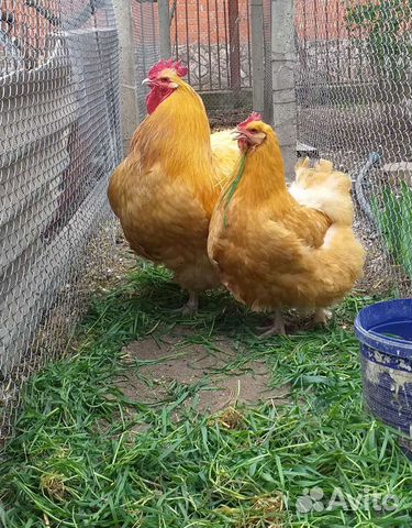 Продам цыплят орпингтон и брама