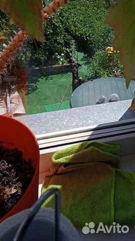 Той терьер. Девочка. Возраст примерно 1,5-2 года