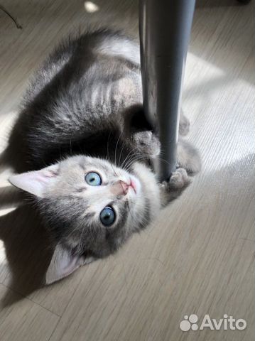 Котята