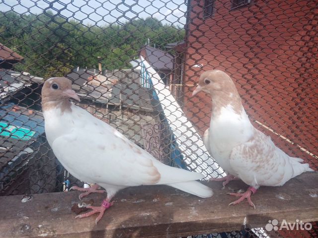 Продажа голубей