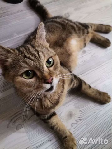 Кошка Лизав поиске дома