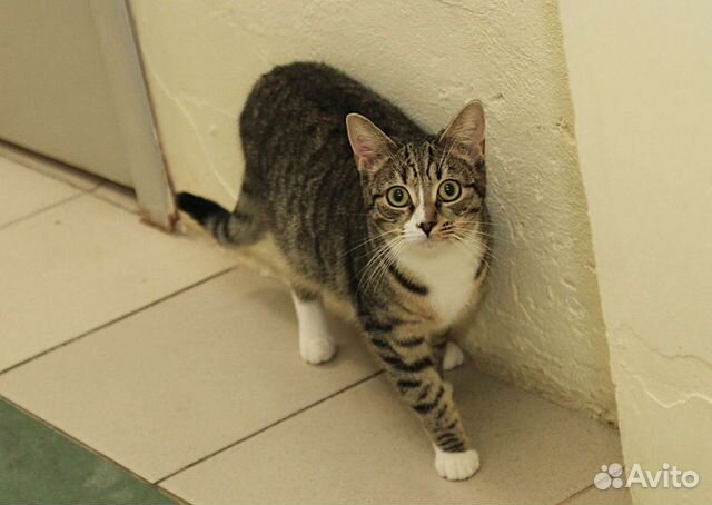 Кошка кошечка 10месяцев очень ласкрвая