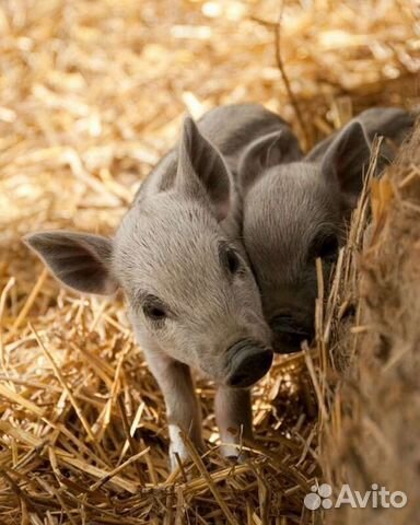 Поросятки мангалицы
