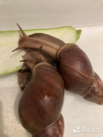 Улитки Ахатина Фулика