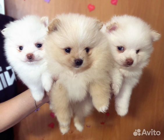 Мини шпиц щенок