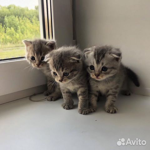 Шотландская