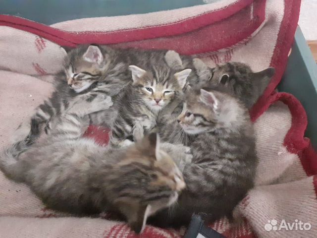 Котята в добрые руки