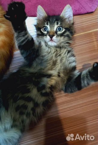 Чудо котенок мальчик. 2 месяца