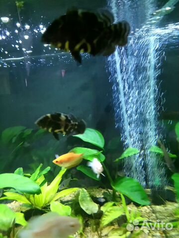 Астронотус