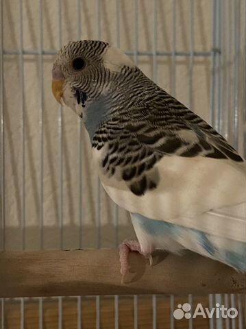 Волнистый попугай необычного окраса с клеткой