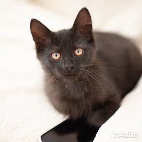 Котенок Фунтик ищет дом