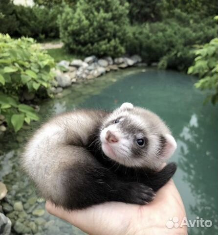 Хоренок-щенок