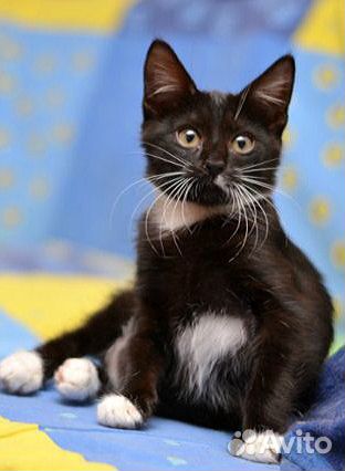 Котенок девочка Маркизка,2,5 мес