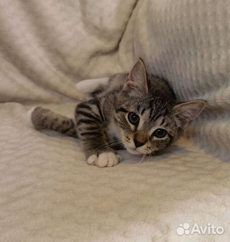 Малыш в добрые руки