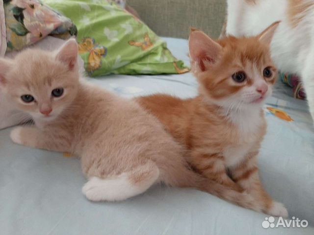 Котята бесплатно