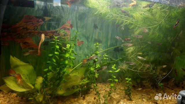 Гуппи эндлера