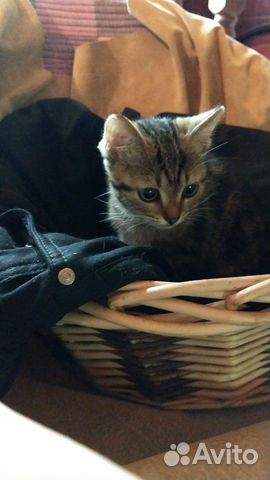 Котенок