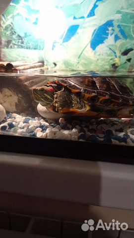 Черепаха сухопутная бесплатно