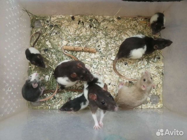 Крыса, колония крыс