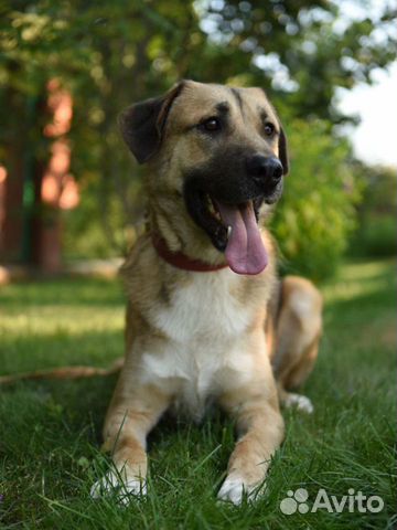 Замечательный пёс для счастливой семьи