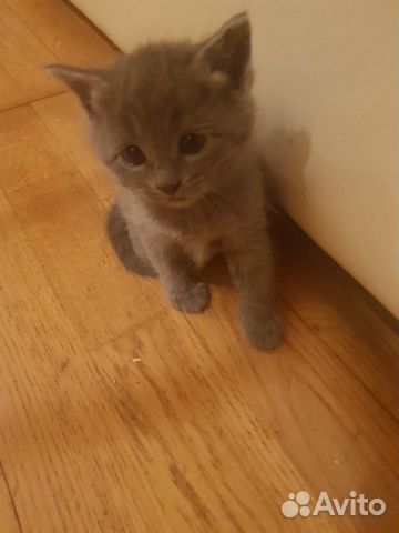 Британские котята смесь