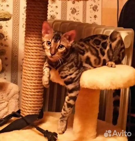 Бенгальская кошечка