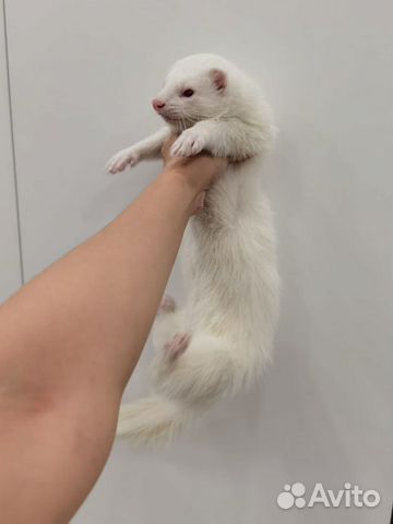 Хорек с клеткой