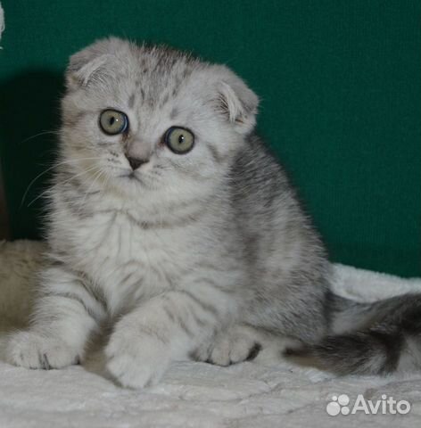 Серебрянный вислоухий