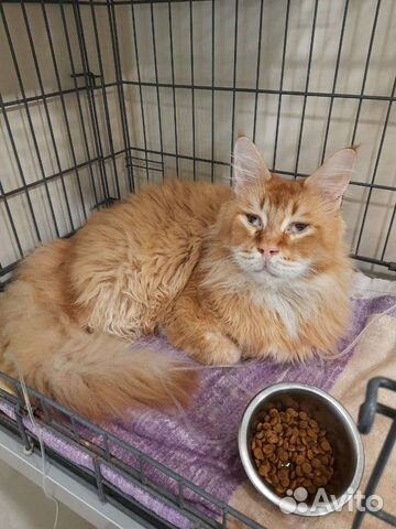 Кошка в дар