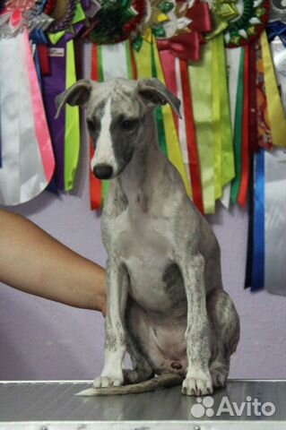 Уиппет щенок принцесса