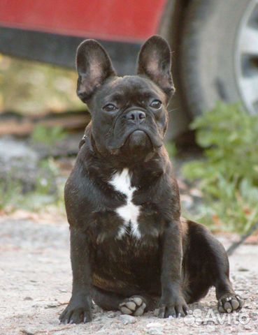 Тигровая девочка подросток