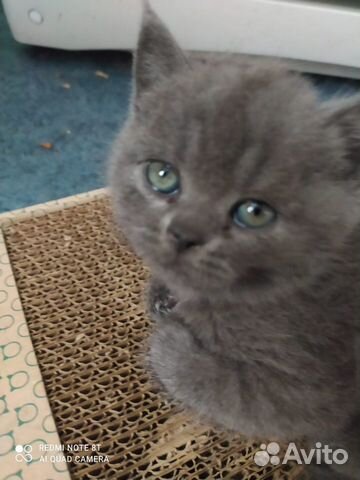 Продам котят (кот и кошка)