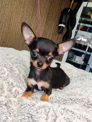 Чихуахуа мини