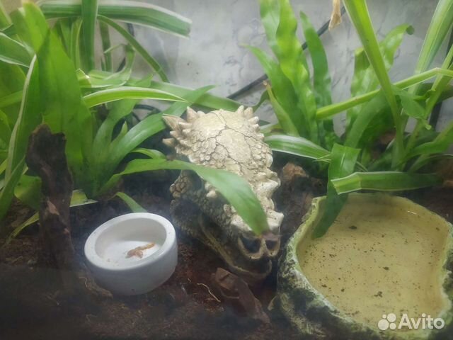 Краб аквариумный