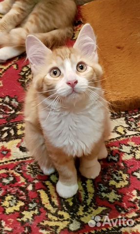 Котенок Персик 3 мес